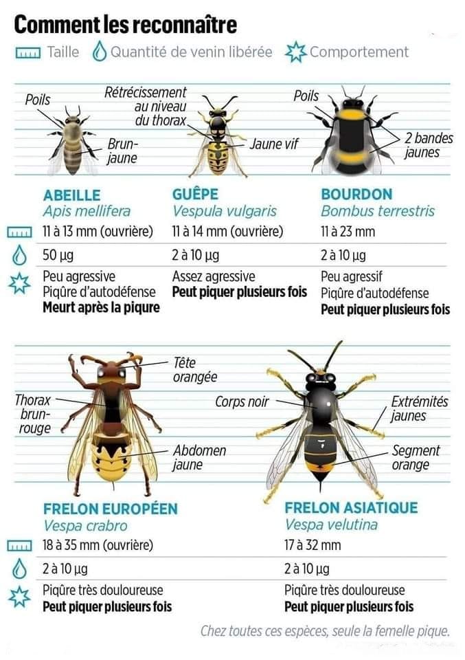 TGF : Thierache-Guêpes-Frelons - Quelles différences entre abeille ...