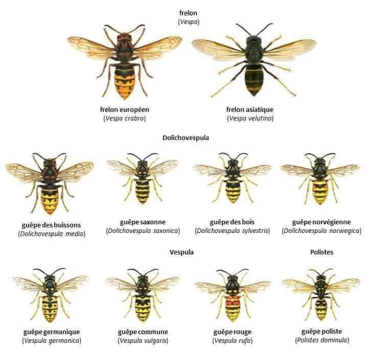 Les différentes espèces de guêpes en France